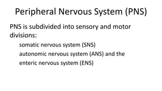 Nervous tissue 1 | PPTX