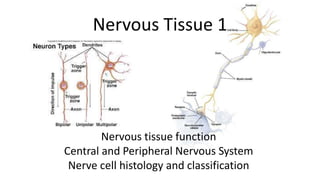 Types Of Nervous Tissue