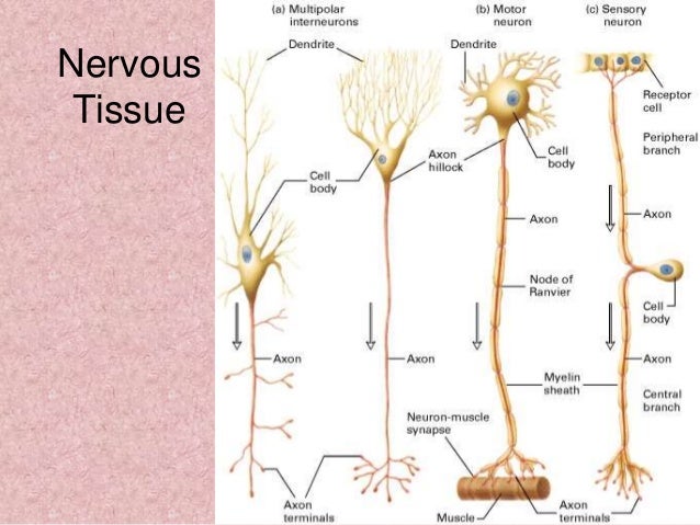 Nervous Tissue Examples