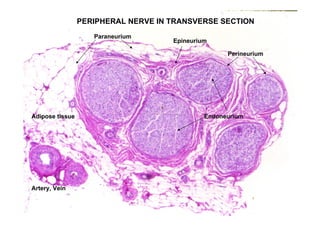 Nervous tissue i | PPT