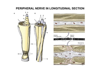Nervous tissue i | PPT