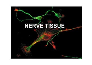 Nervous Tissue Animation