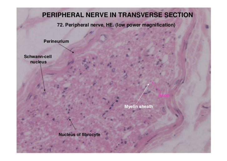 Nervous tissue i
