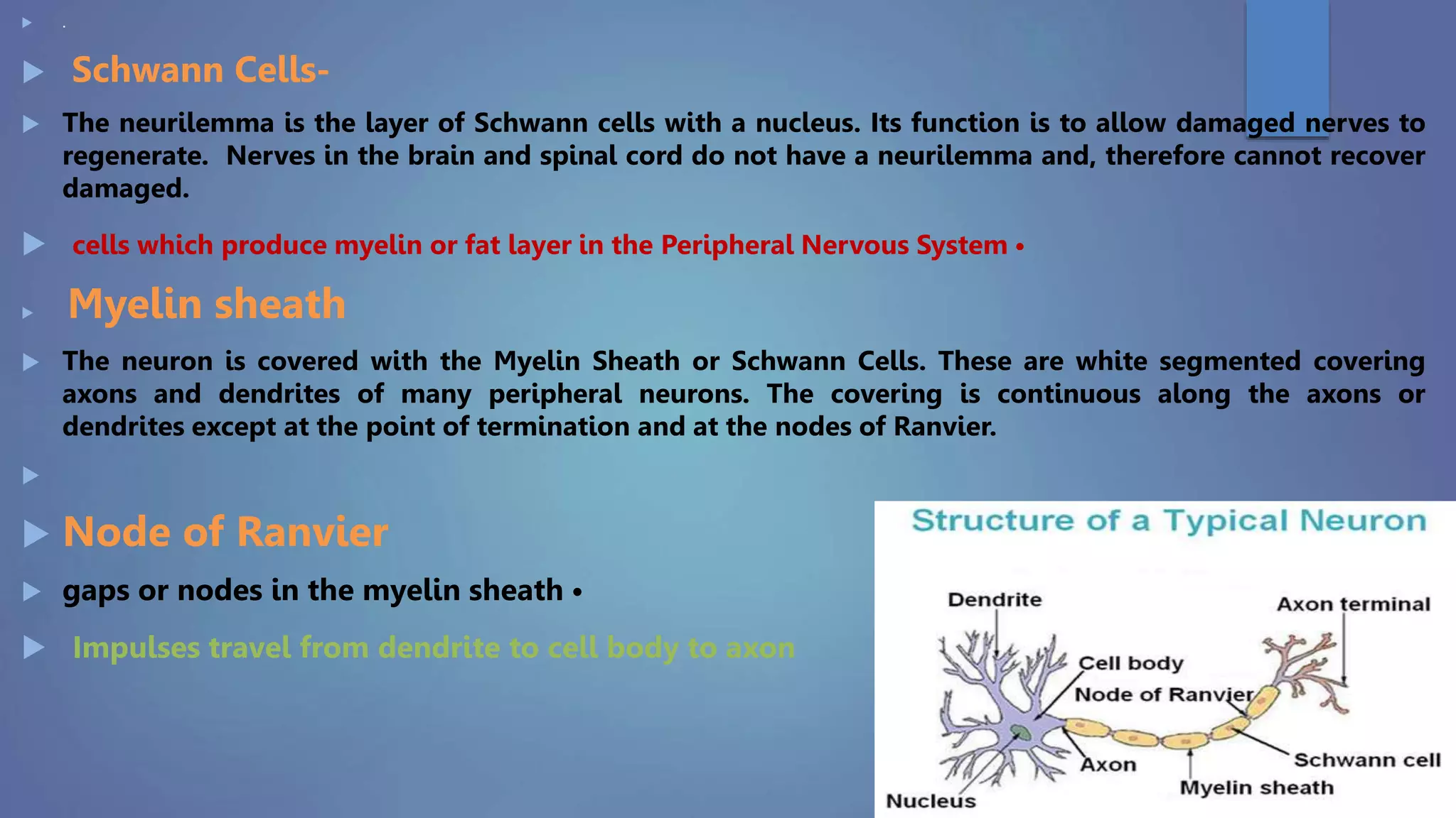 nervous tissues.pptx