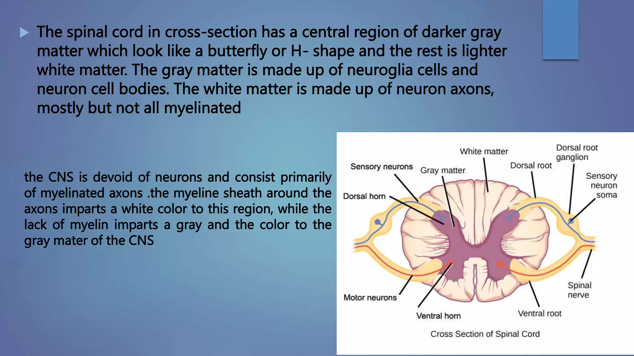 nervous tissues.pptx