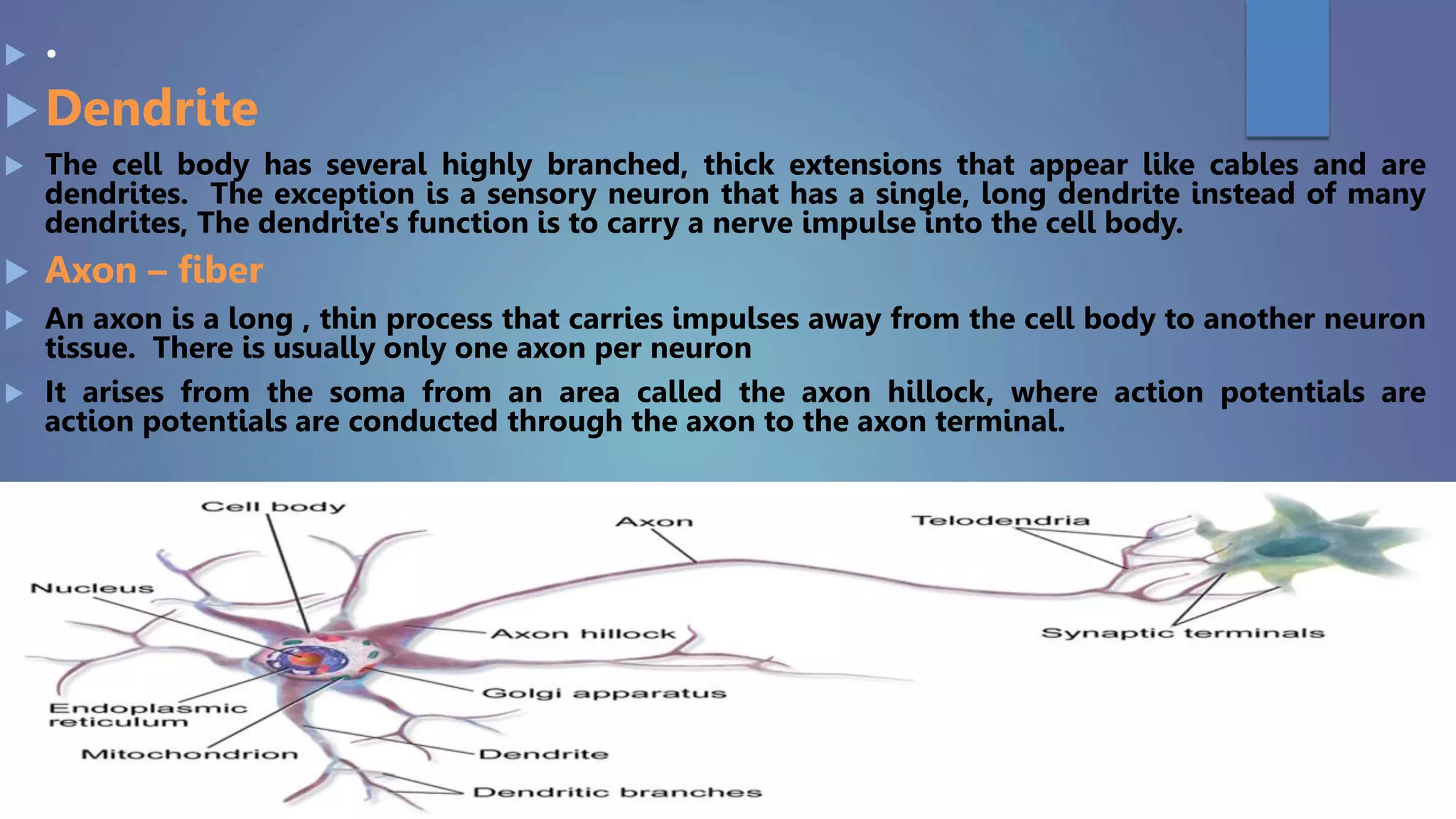 nervous tissues.pptx