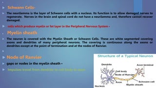 nervous tissues.pptx