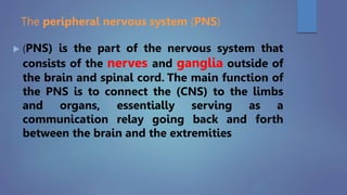 nervous tissues.pptx