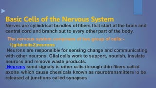 nervous tissues.pptx