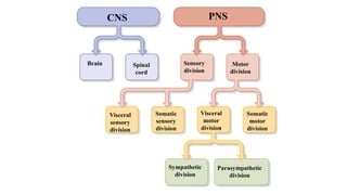 Nervous Tissues.pptx