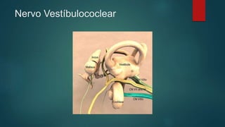 Nervo vestíbulococlear | PPTX