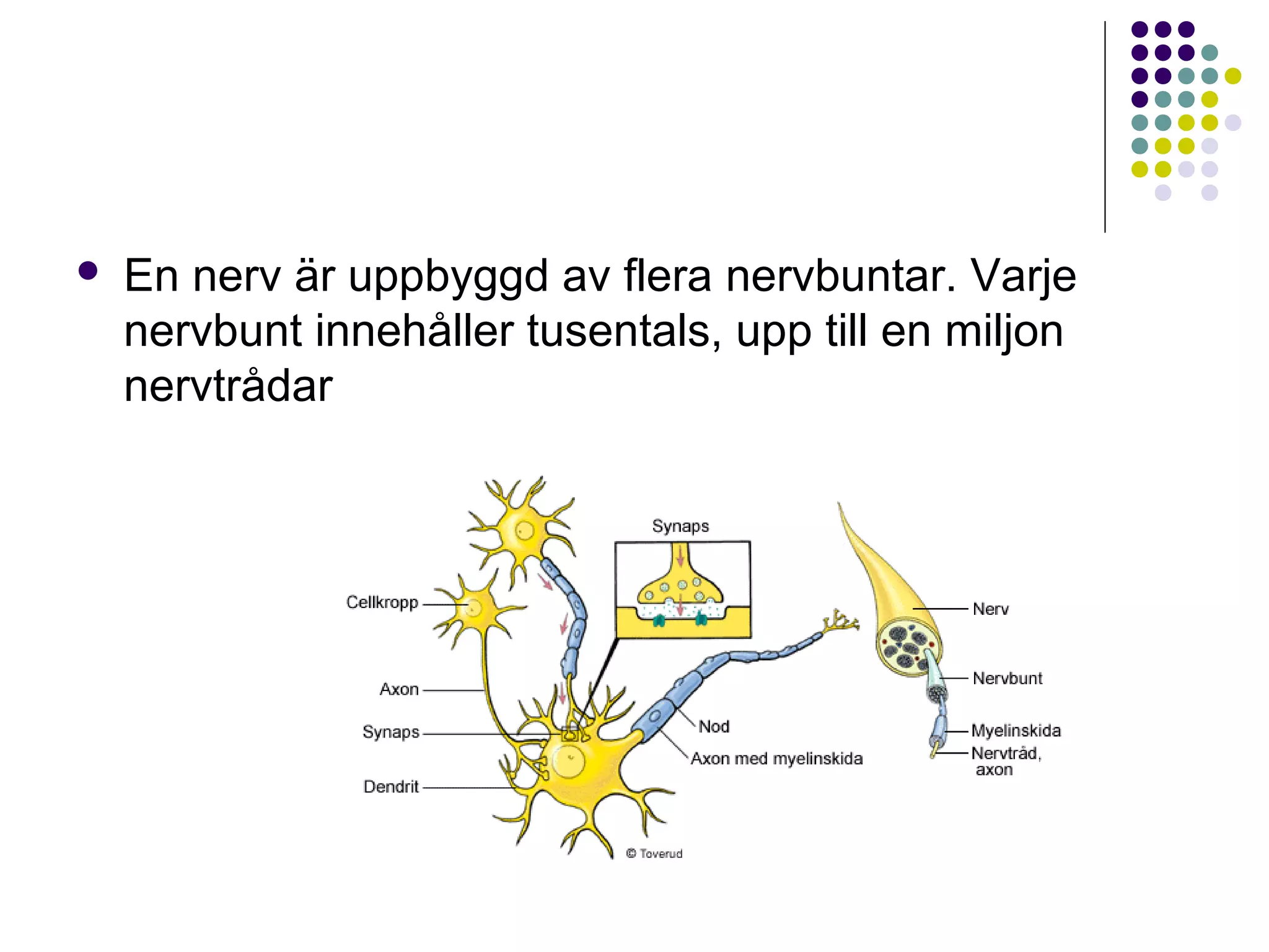 Nervsystemet.ppt del1 | PPT