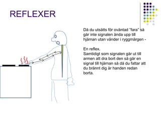 Nervsystemet.ppt del1 | PPT