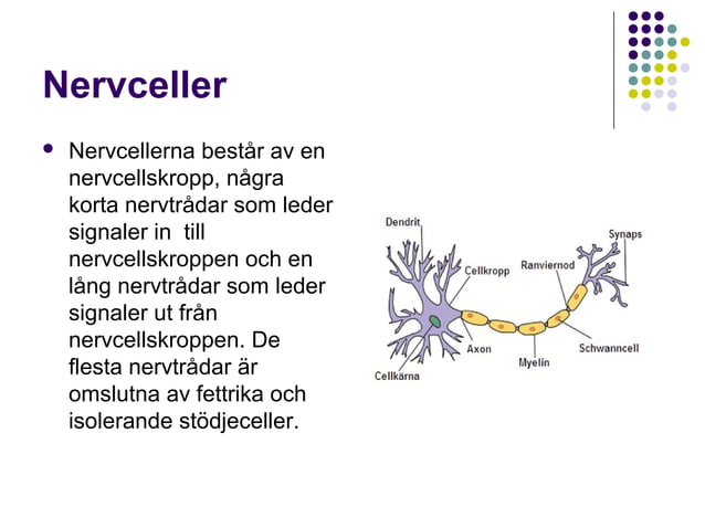 Nervsystemet.ppt del1 | PPT