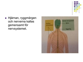 Nervsystemet.ppt del1 | PPT