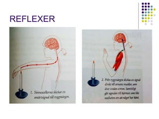 Nervsystemet.ppt del1 | PPT | Brain and Nervous System Disorders ...