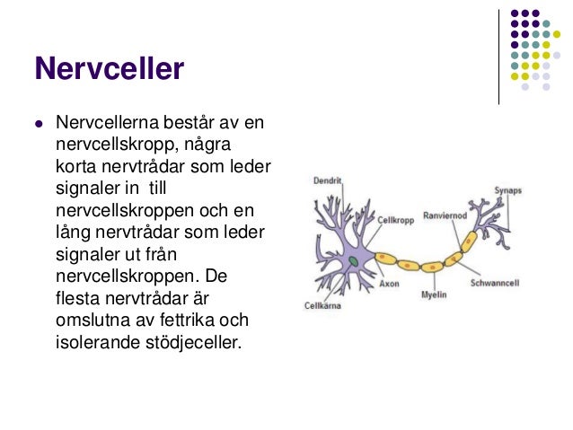 Nervsystemet.ppt del1