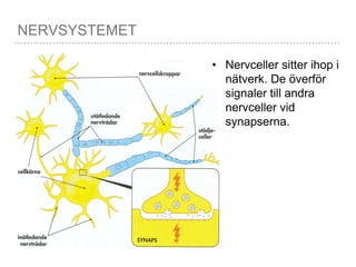 Nervsystemet | PPTX