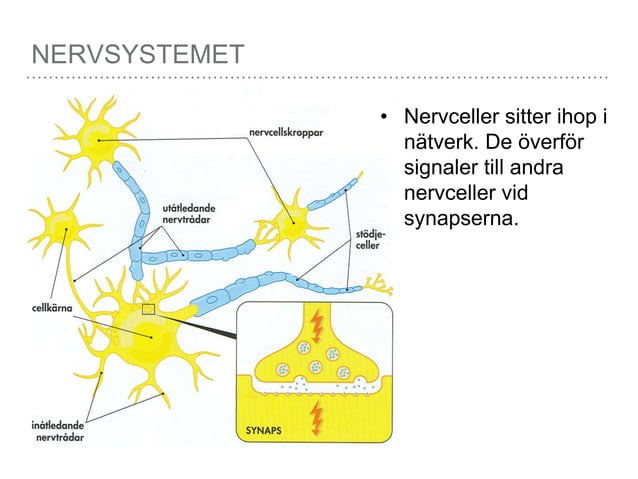 Nervsystemet | PPTX | Brain and Nervous System Disorders | Diseases and ...