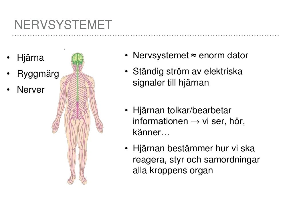 Nervsystemet