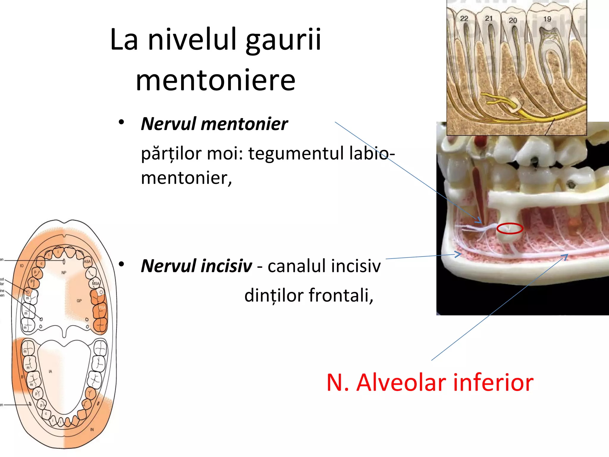 Nervul trigeme | PPT