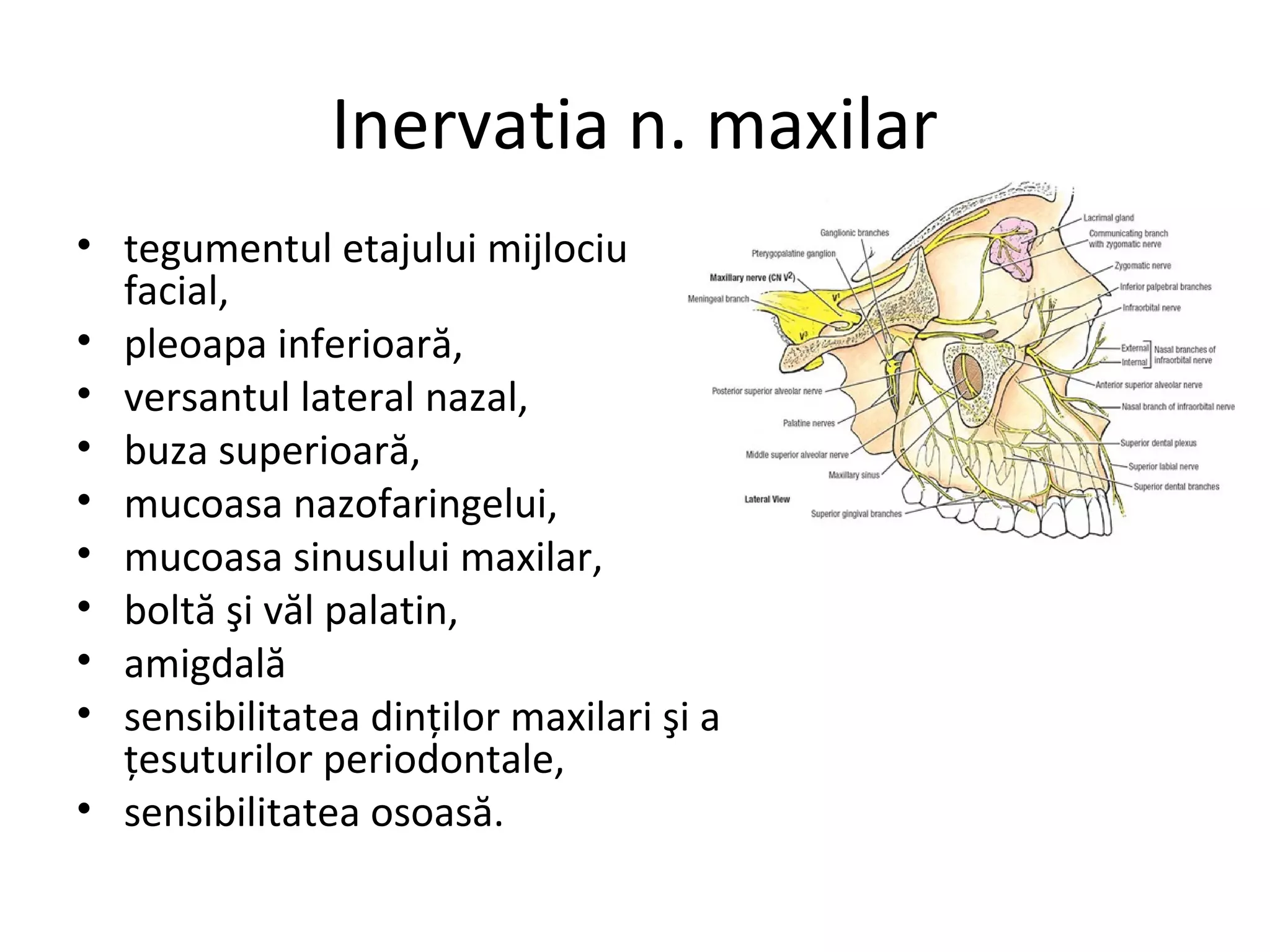 Nervul trigeme | PPT
