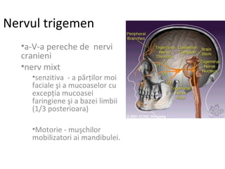Nervul trigeme | PPT