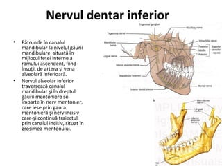 Nervul trigeme | PPT