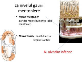 Nervul trigeme | PPT