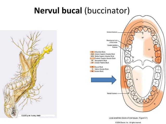 Nervul trigeme | PPT