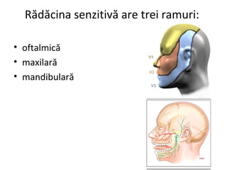 Nervul trigeme | PPT