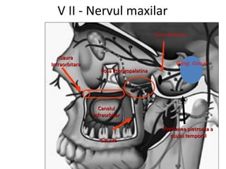 Nervul trigeme | PPT
