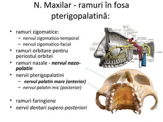 Nervul trigeme | PPT