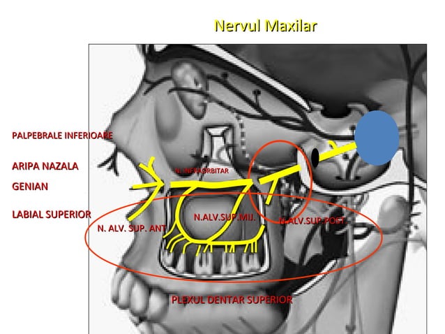 Nervul trigeme | PPT