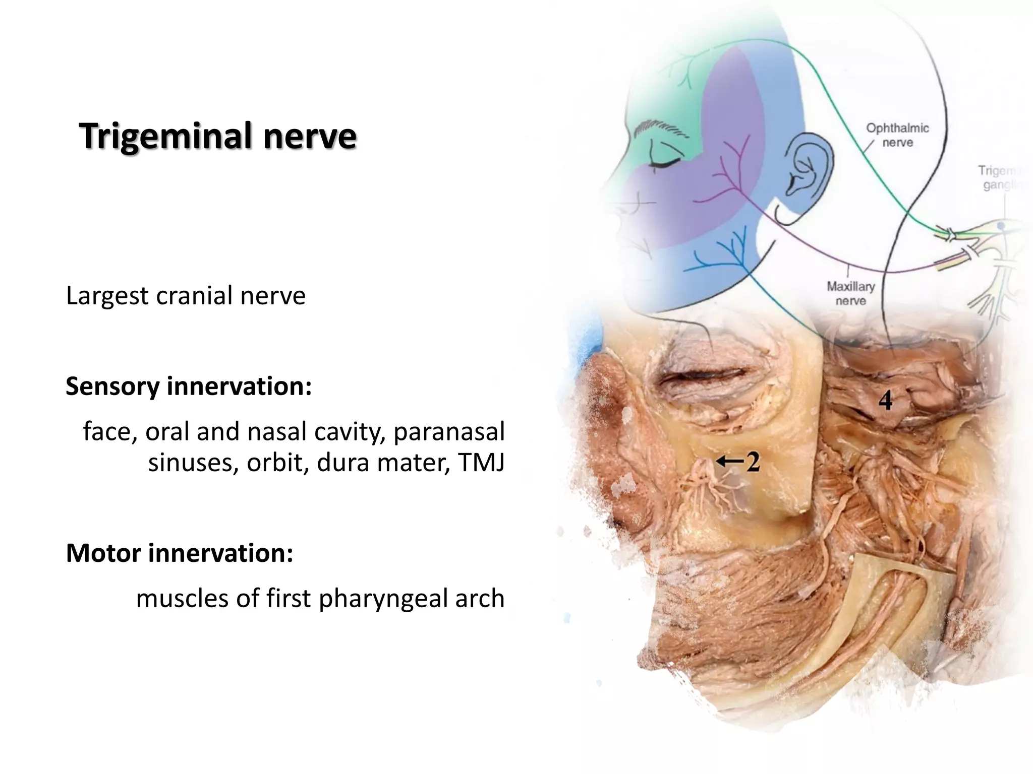 Nervus-trigeminus-EM-II-2018.pdf | Free Download