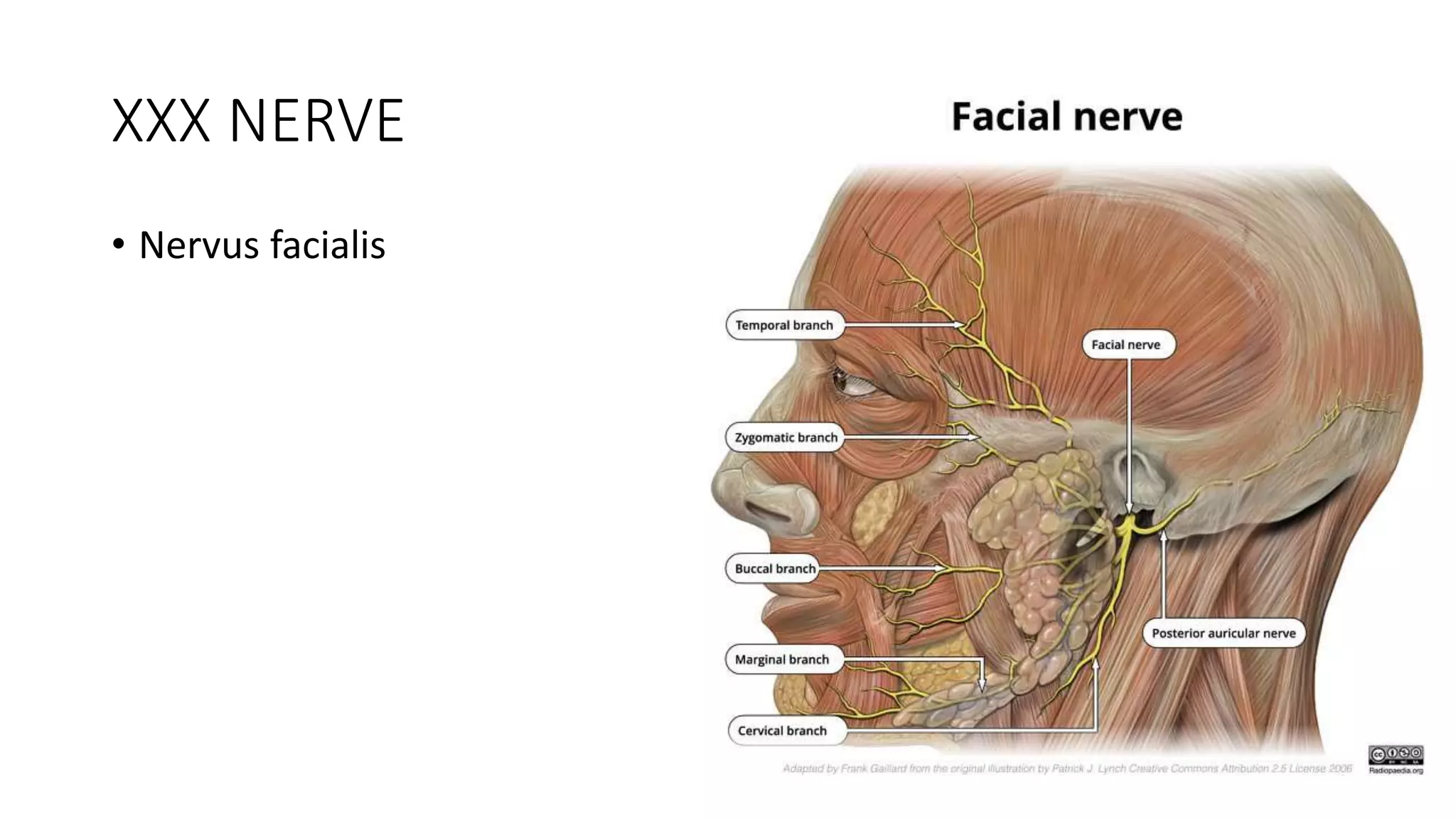 nervus cranialis.pptx