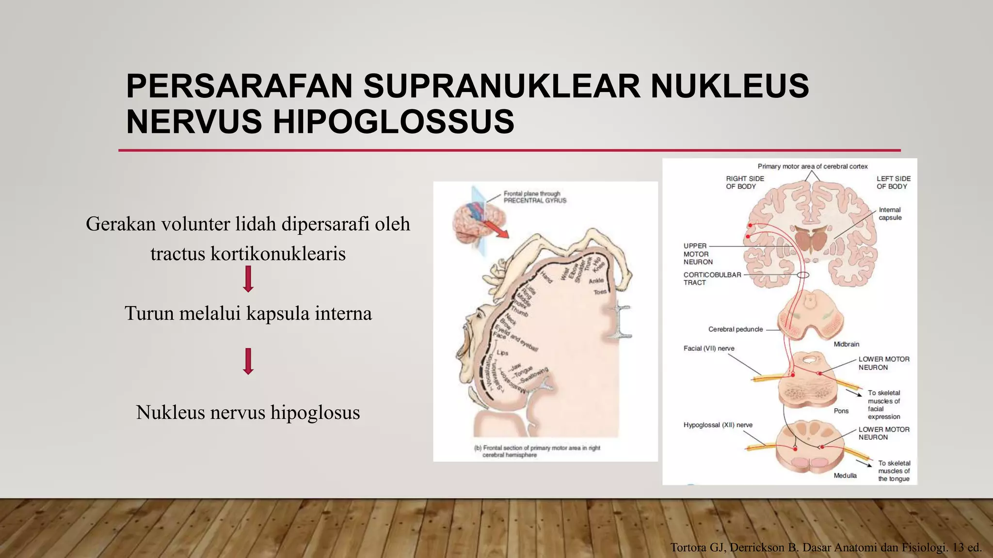 Nervus Hipoglossus snm anatomi (1).pptx