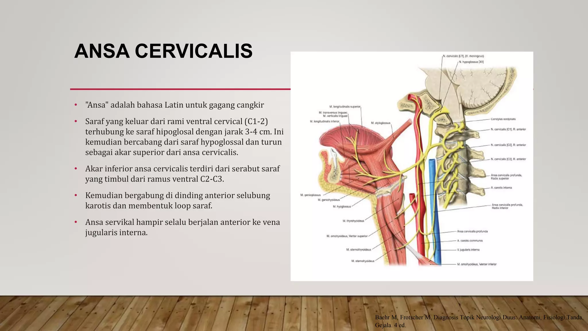 Nervus Hipoglossus snm anatomi (1).pptx