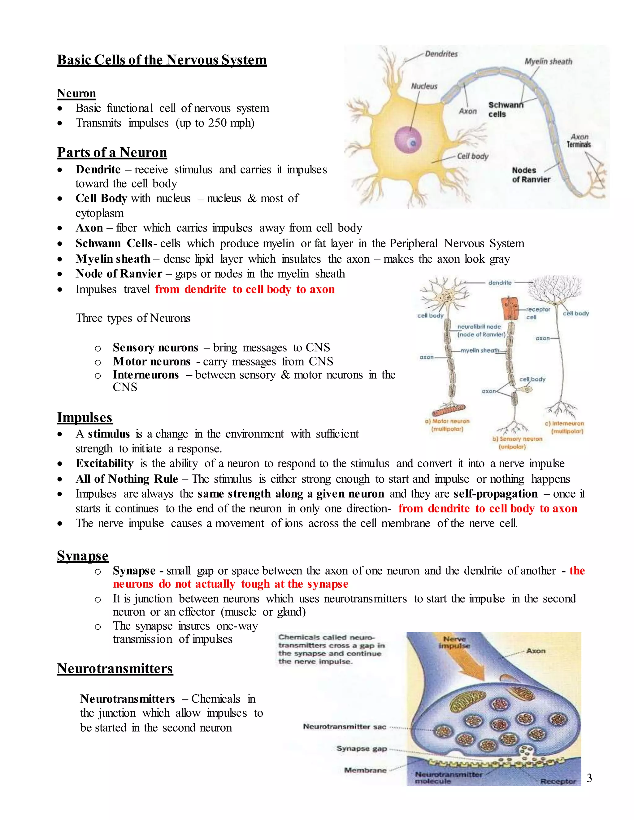 Nervus system | DOCX
