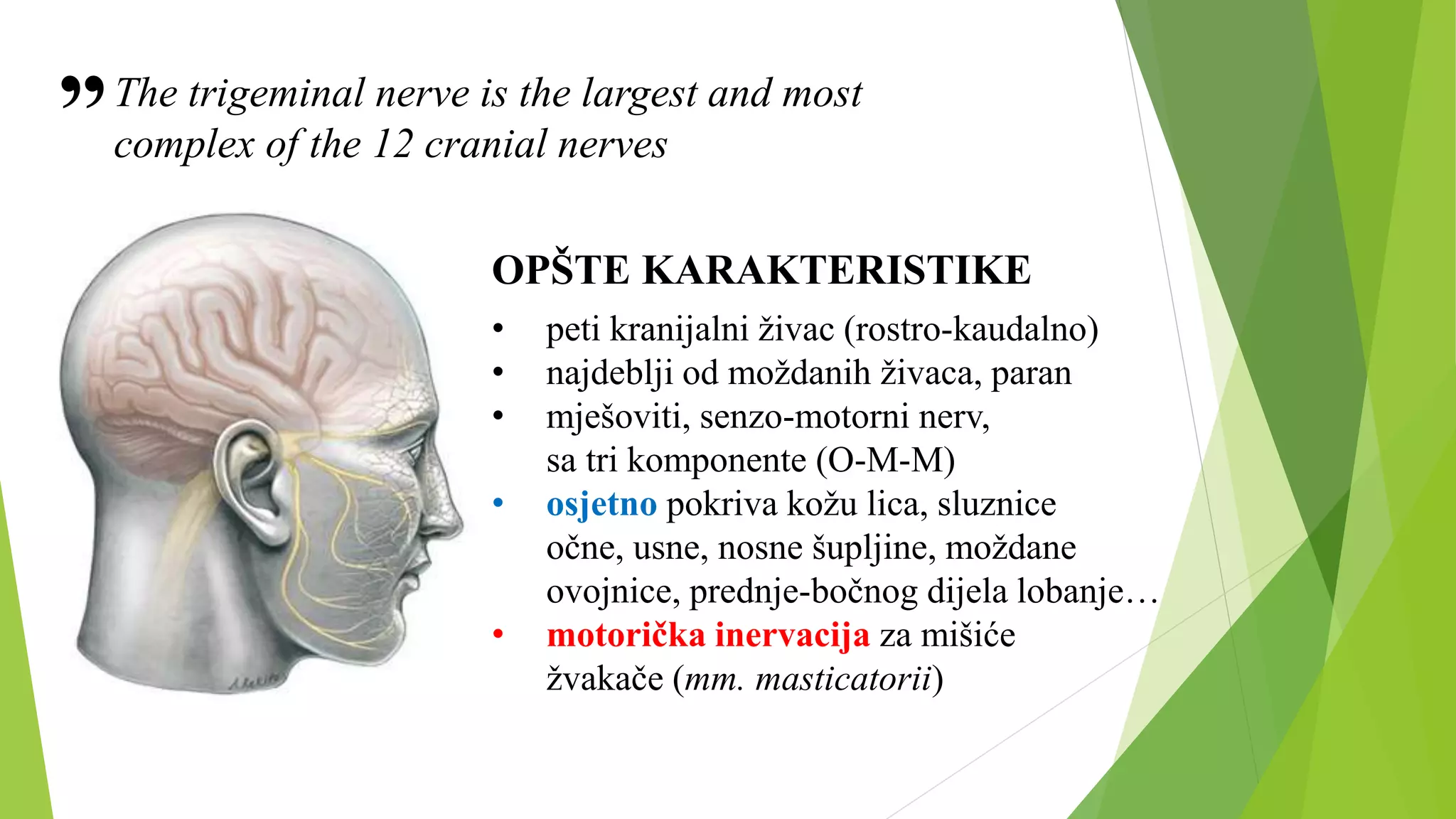 Nervus trigeminus | Anatomsko-funkcionalne karakteristike, klinički ...