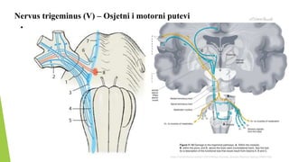 Nervus trigeminus | Anatomsko-funkcionalne karakteristike, klinički ...