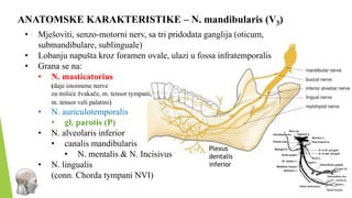 Nervus trigeminus | Anatomsko-funkcionalne karakteristike, klinički ...