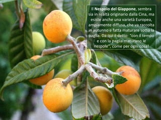 Nespole all'arancia | PPS