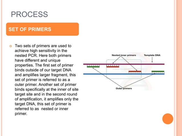 Nested pcr | PPTX | Genetics | Science