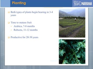 Process of Nestle Coffee and Chocolate | PPTX