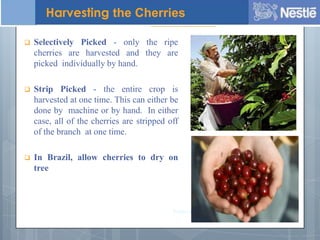 Process of Nestle Coffee and Chocolate | PPTX