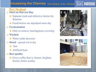 Process of Nestle Coffee and Chocolate | PPTX