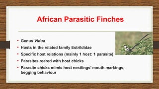 Nest parasitism in birds | PPT