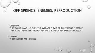 Netesha tiger powerpoint | PPT