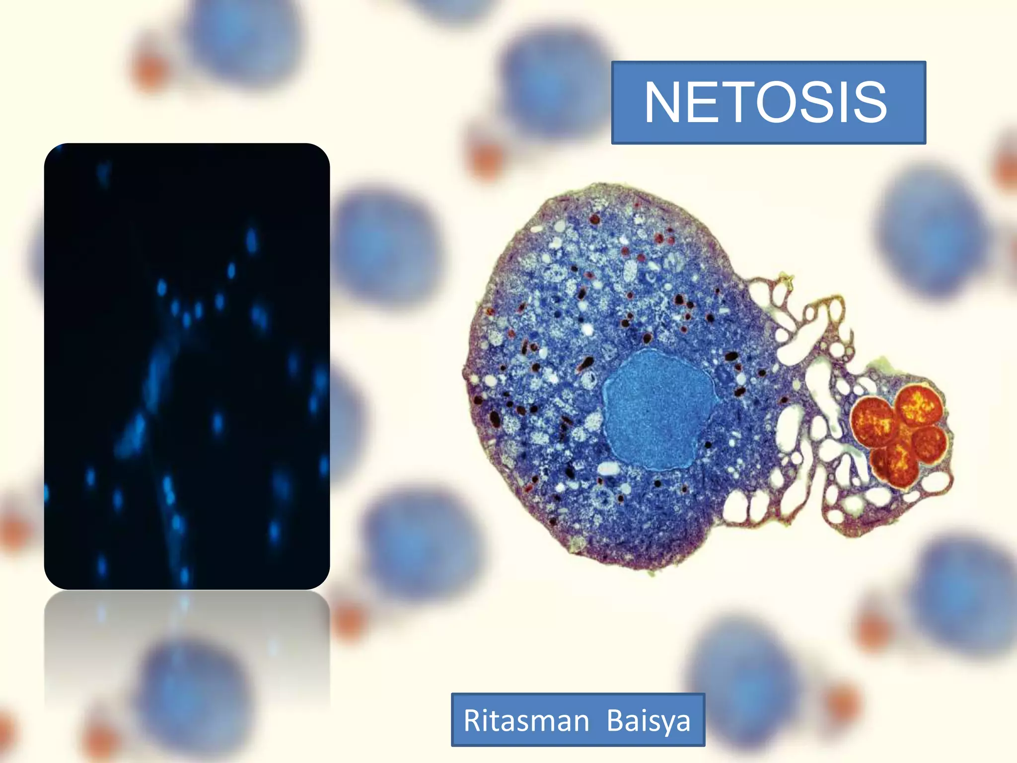 netosis [Autosaved].pptx